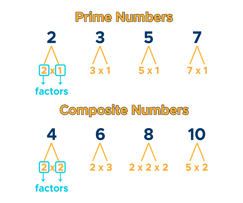 Prime Numbers Factorization Factor Tree Curvebreakers